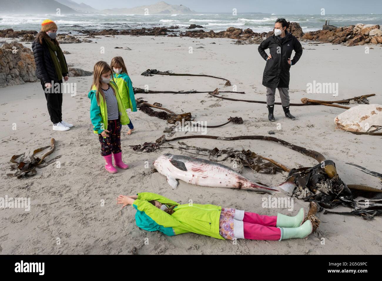 Injured kogia whale hi-res stock photography and images - Alamy