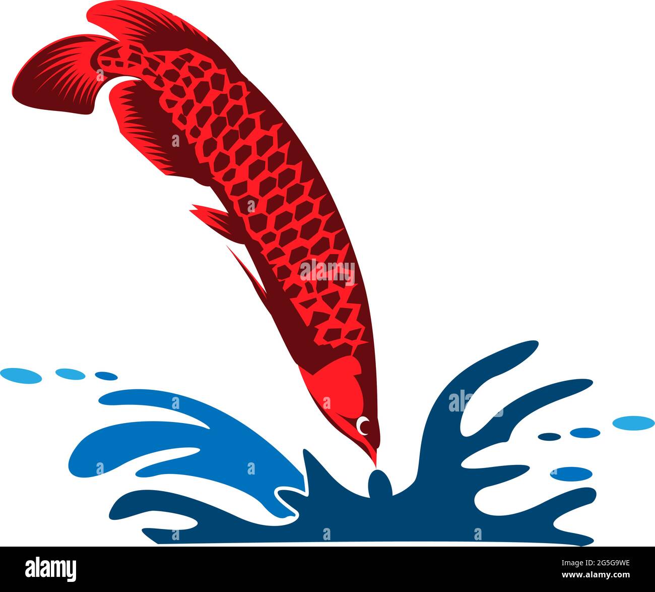 Arowana fish vector. Vector Illustration on white background Stock ...