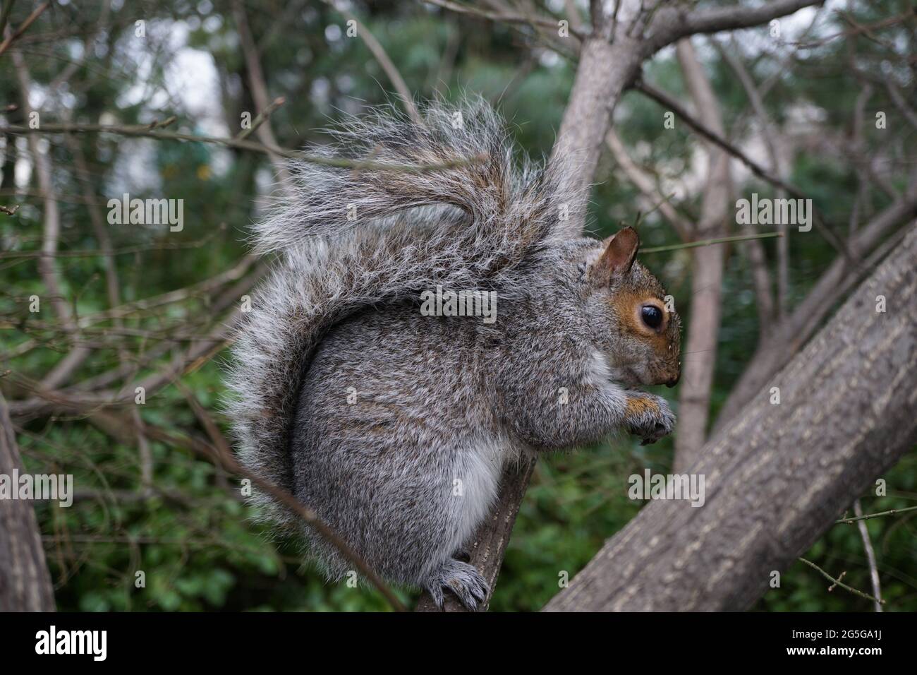 Eastern gray squirrel (Sciurus carolinensis Stock Photo - Alamy