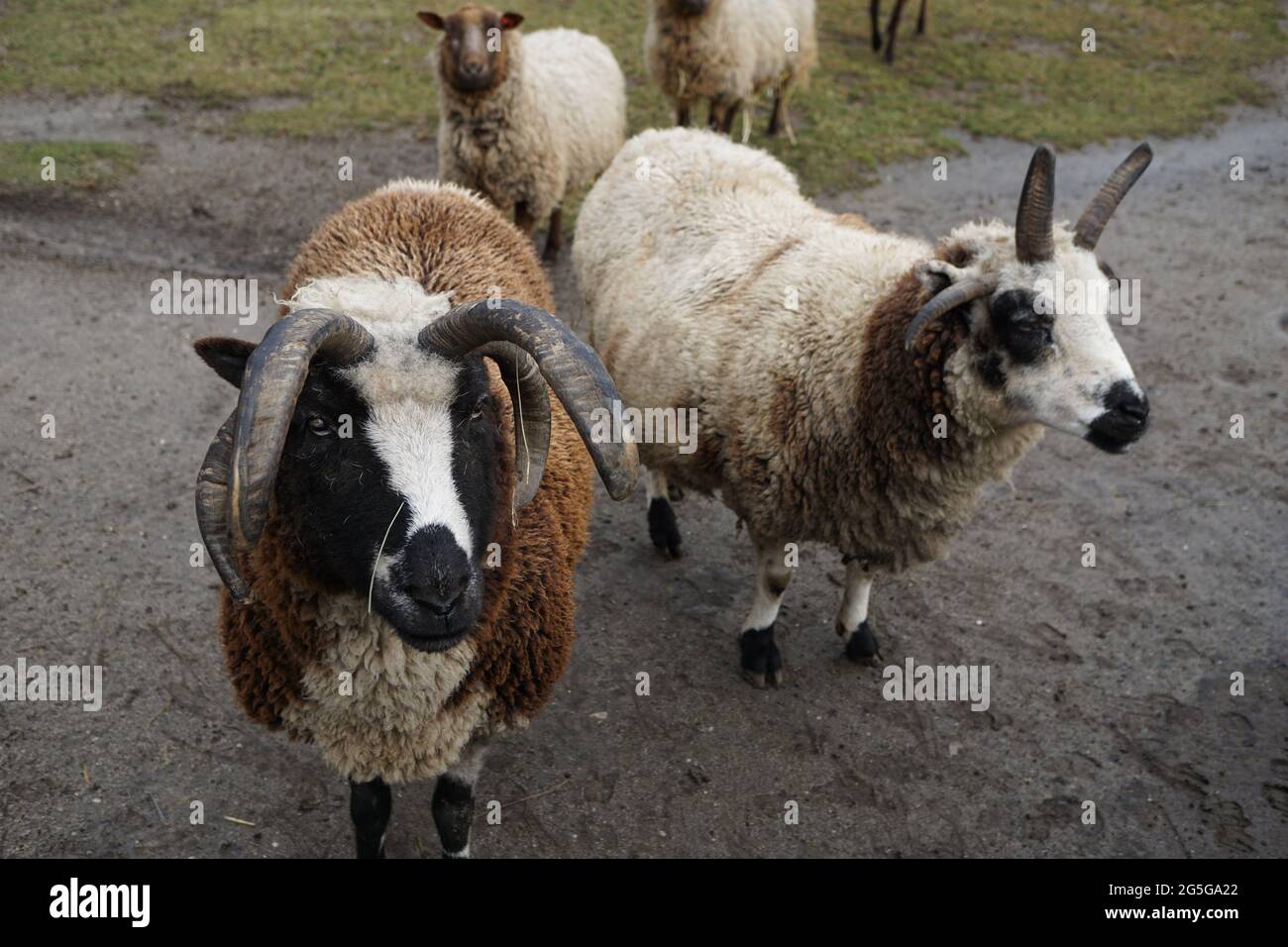 Four horned sheep at zoo Stock Photo - Alamy