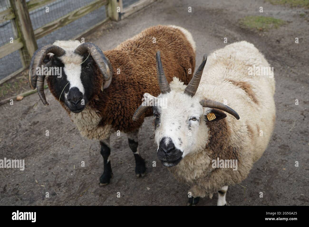 Four Horned Sheep