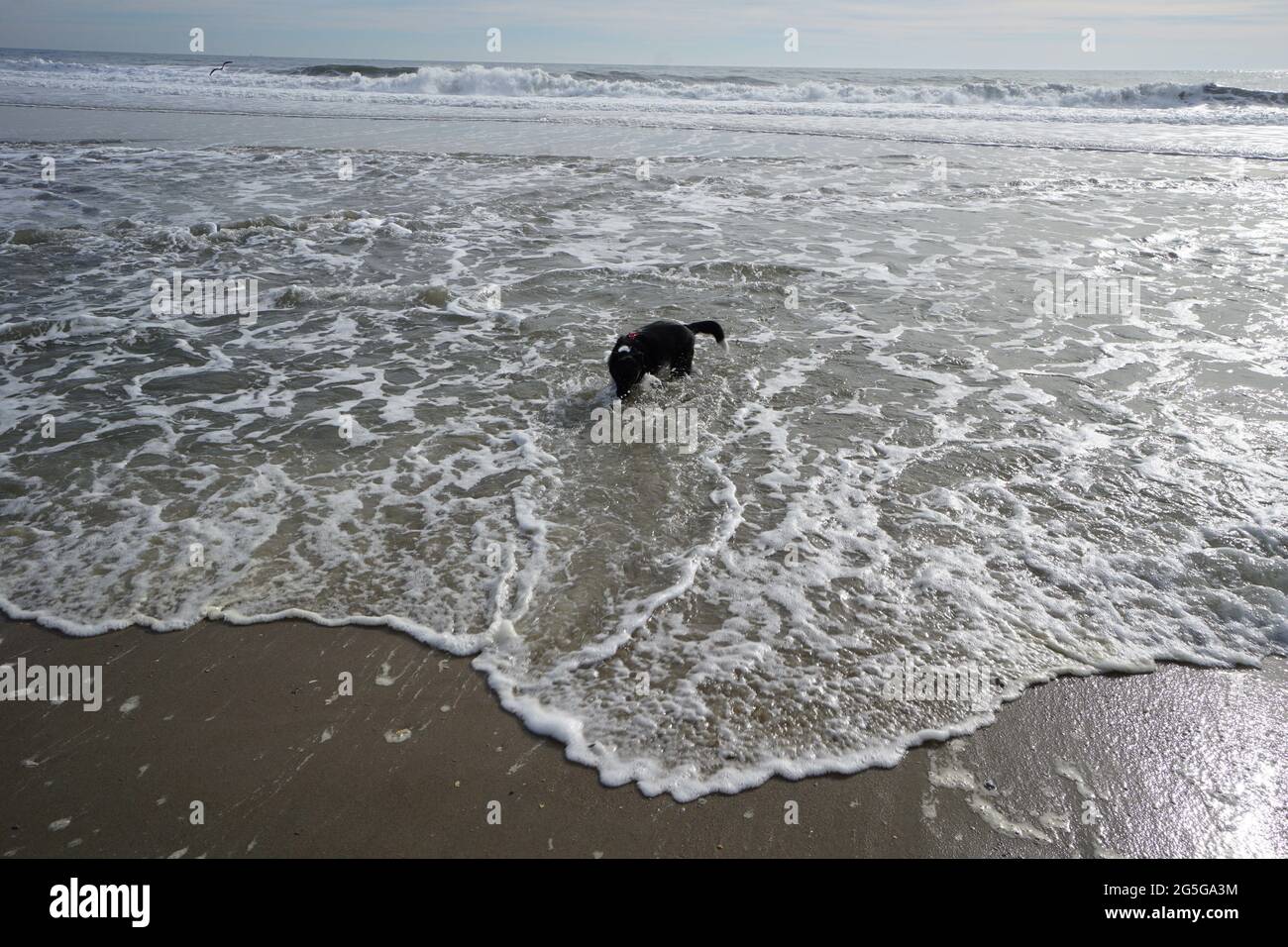 Dog playing on the beach in the ocean waves Stock Photo - Alamy