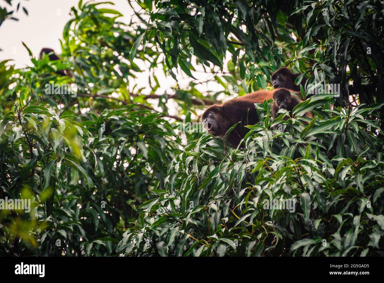 Family of three howler monkeys hanging from a tree in the jungle. The ...