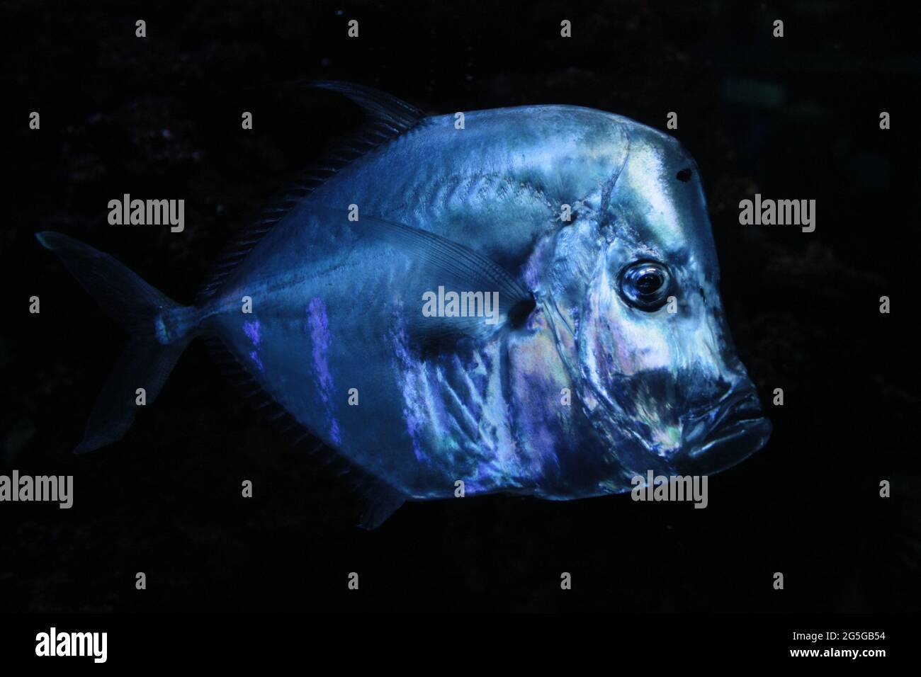 fish with metallic blue and violet shimmer before in front of black ...