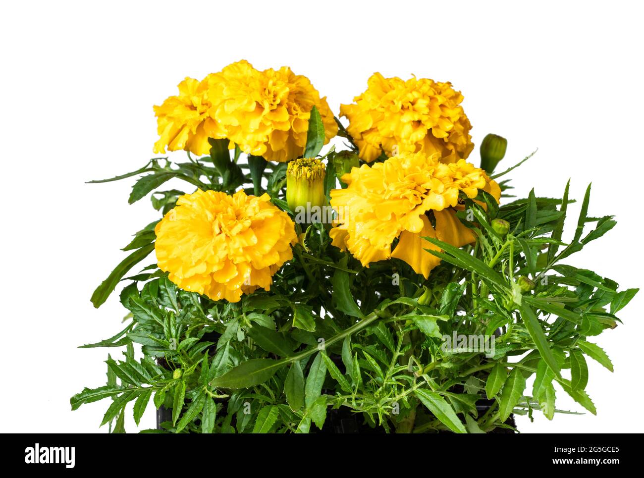 Yellow dwarf marigold plant ready for planting isolated on white ...