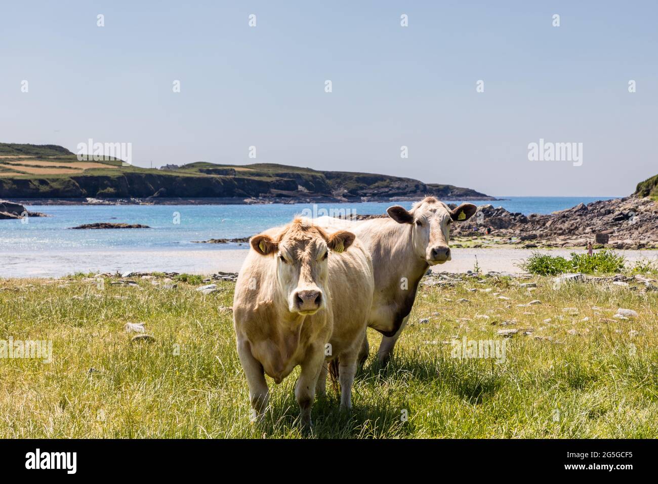 News cow hi-res stock photography and images - Alamy