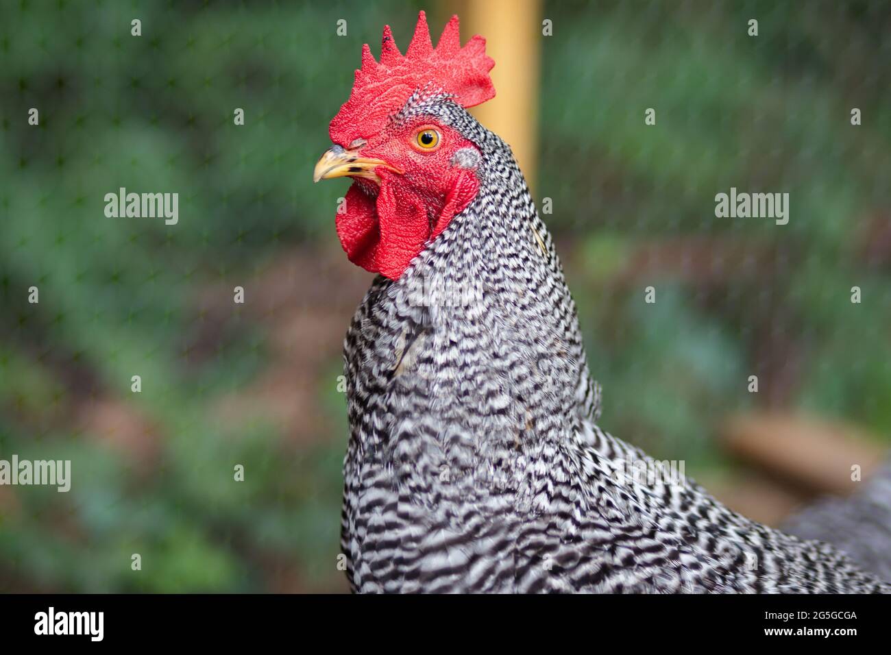 Chris the rooster waiting for some nice snacks Stock Photo - Alamy