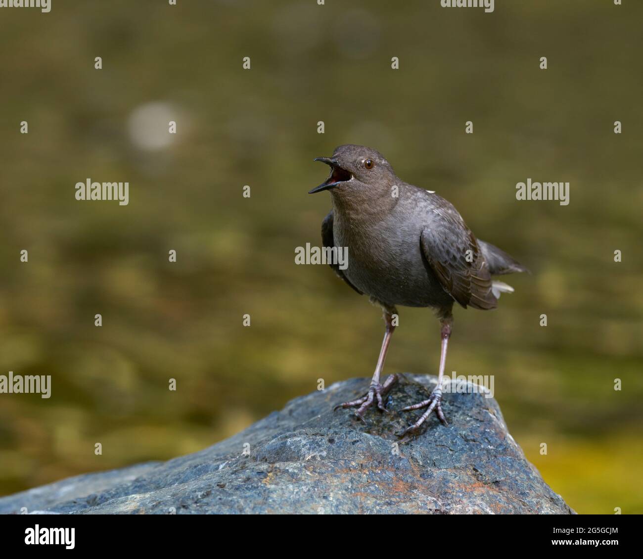 American Dipper (Cinclus mexicanus), Sierra County California USA Stock ...