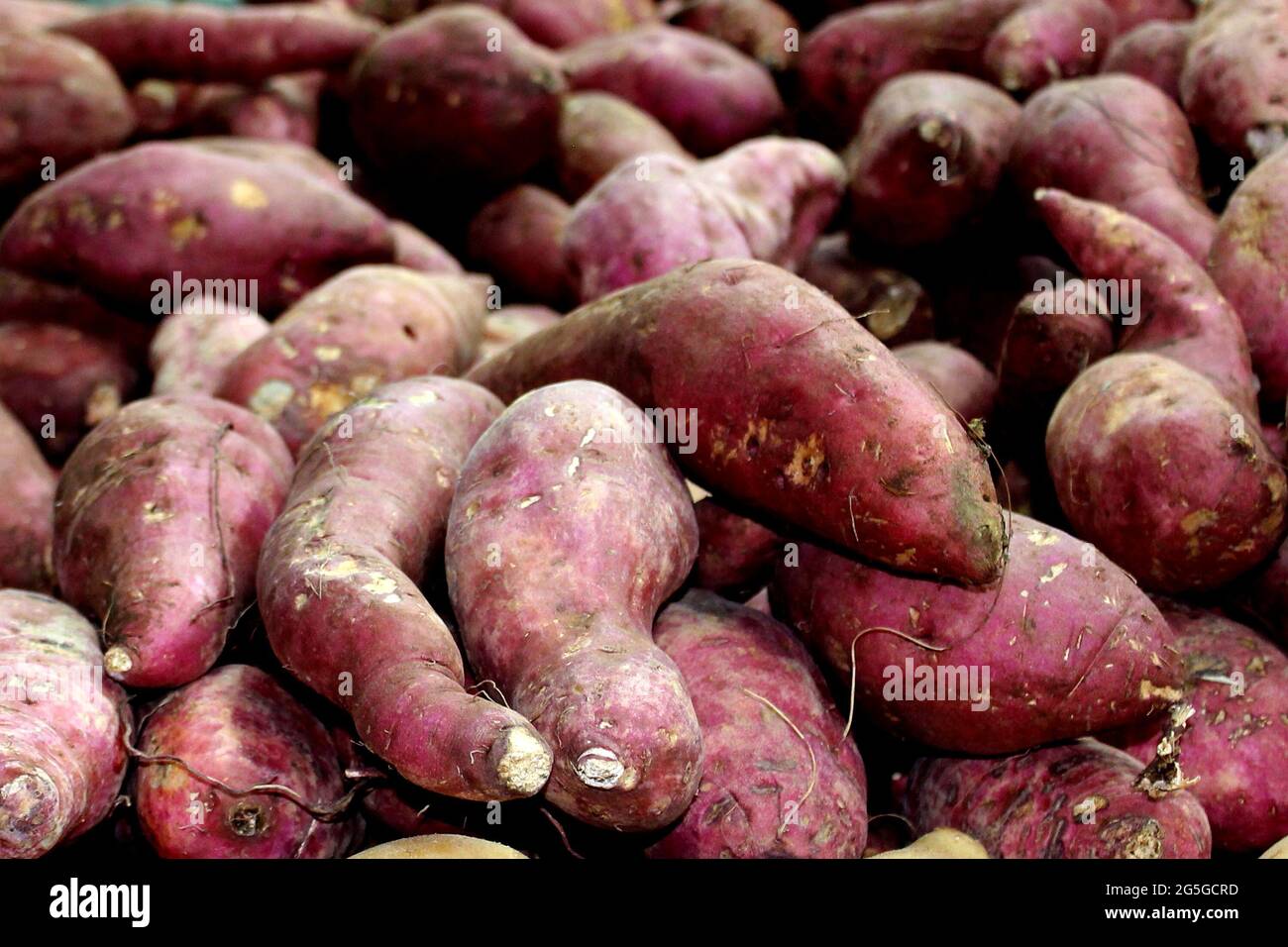 raw sweet potatoes - a root vegetable Stock Photo - Alamy