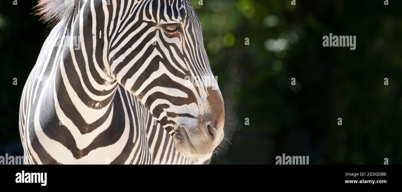 head of zebra in a zoo Stock Photo - Alamy