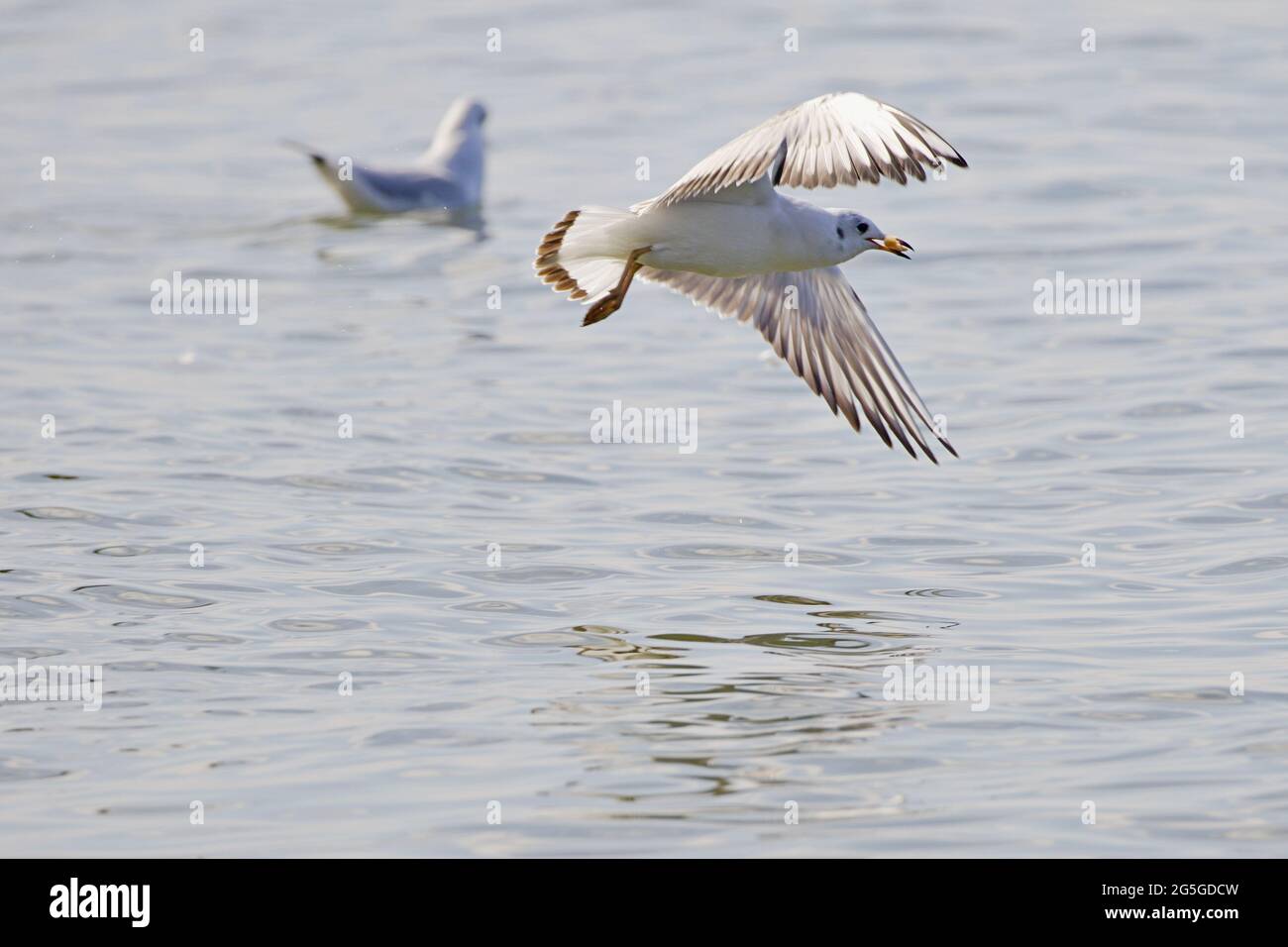 Flying water over seagull flying seagull hi-res stock photography and ...