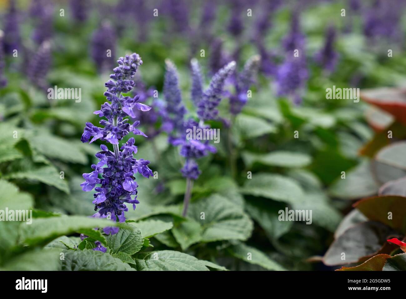 Close up of incredible purple flowers in modern greenhouse with climate ...