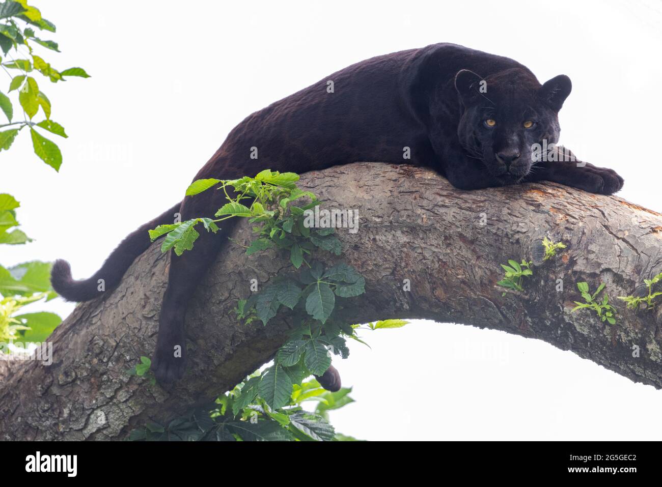 Black Jaguar Drawing