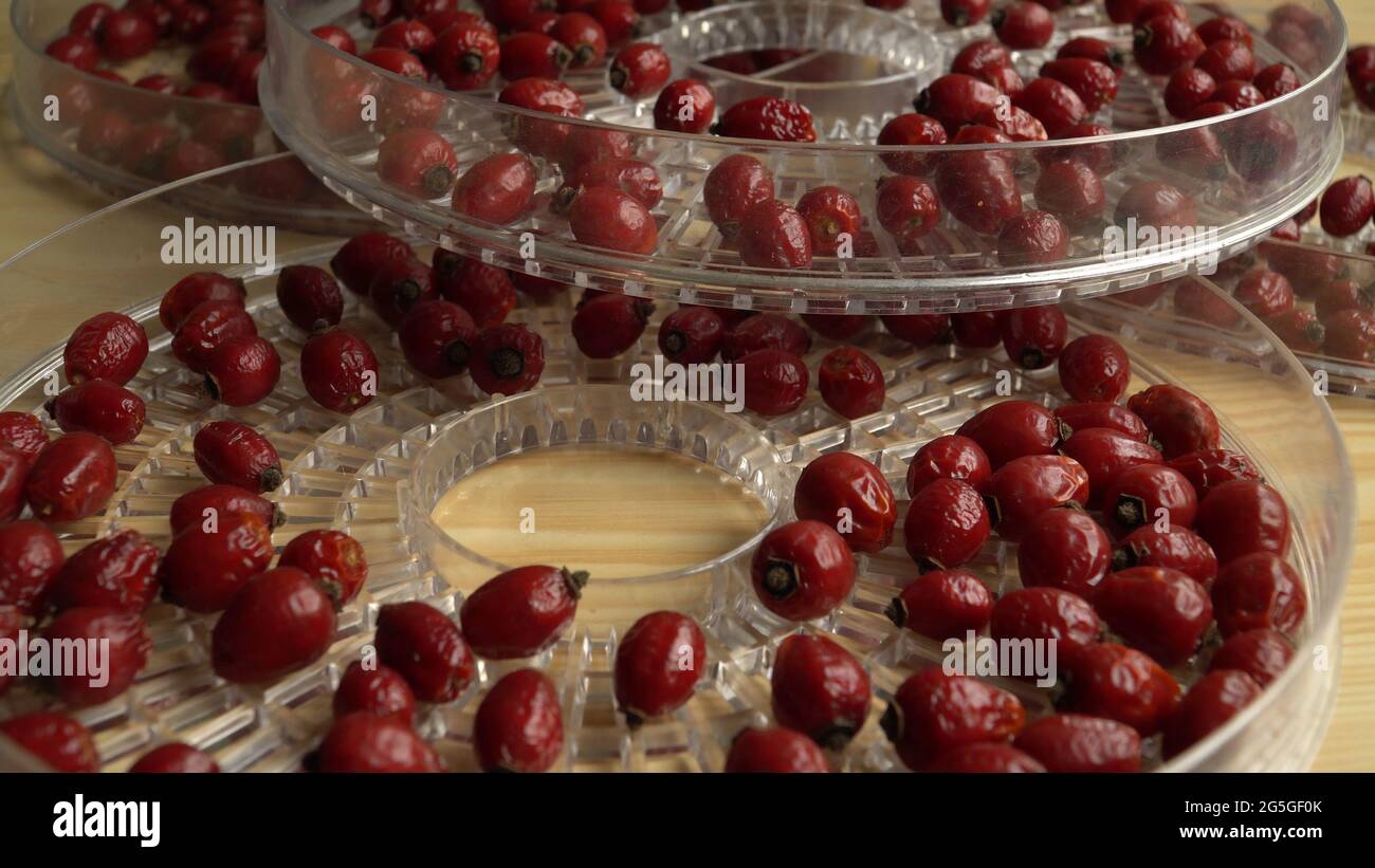 Dried wild rose berries to the fruit dryer racks on the table. Seed ...