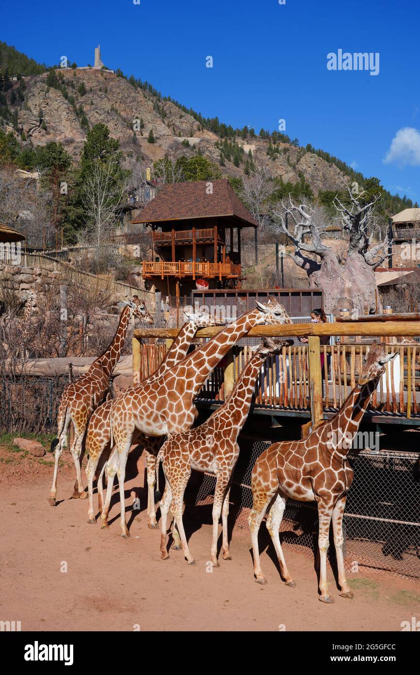 COLORADO SPRINGS, CO- 9 APR 2021- View of a giraffe at the Cheyenne ...