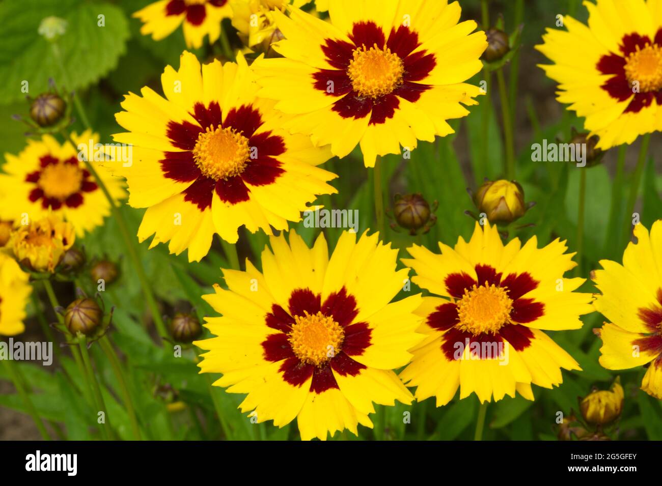 Tickseed, Coreopsis grandiflora 'sunkiss' in flower, summer UK Stock ...