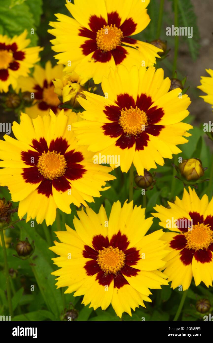 Tickseed Coreopsis Grandiflora Yellow Flowers High Resolution Stock ...
