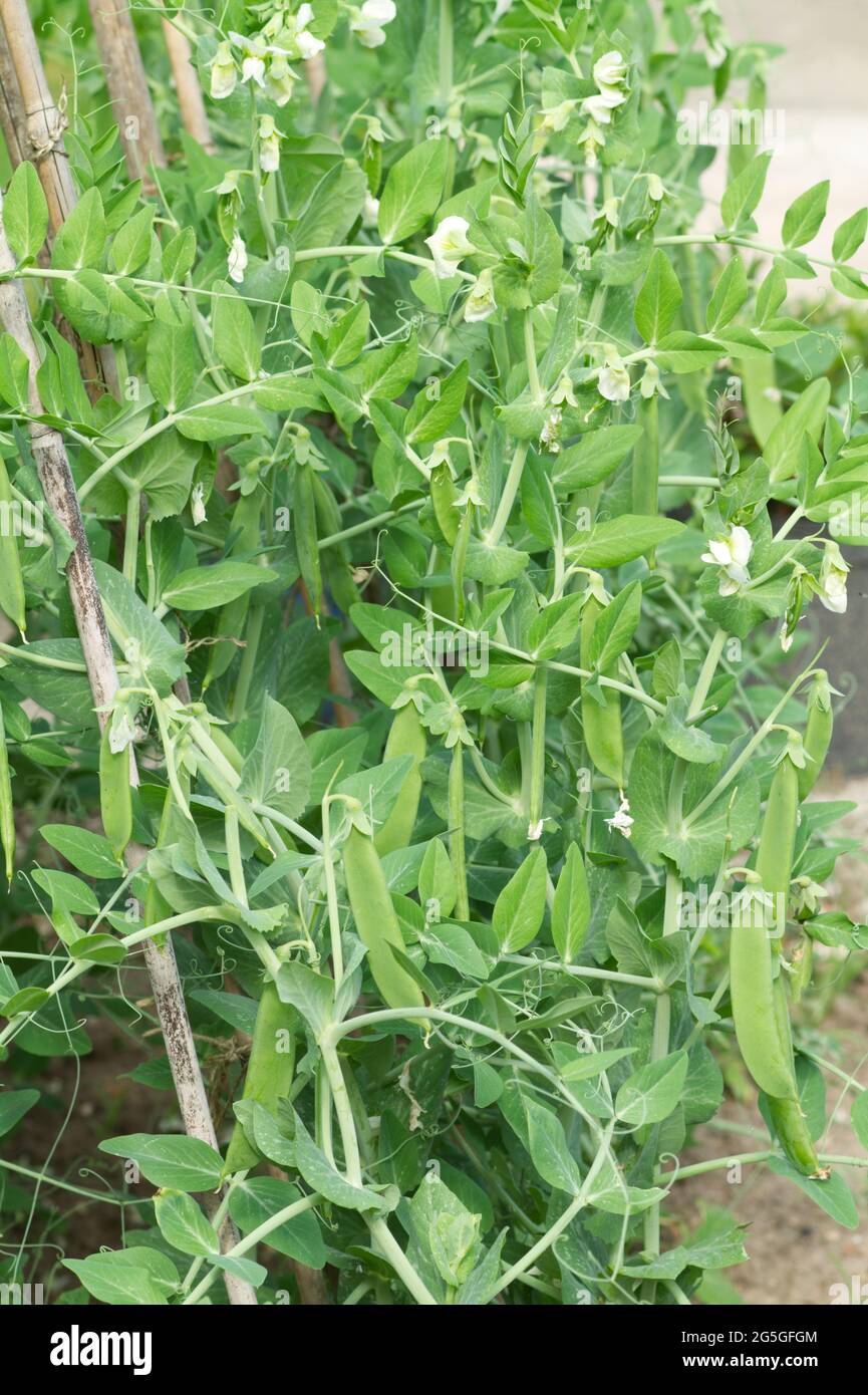 Pisum sativum ‘Terrain', pea plant, with blossoms and pods in summer UK ...