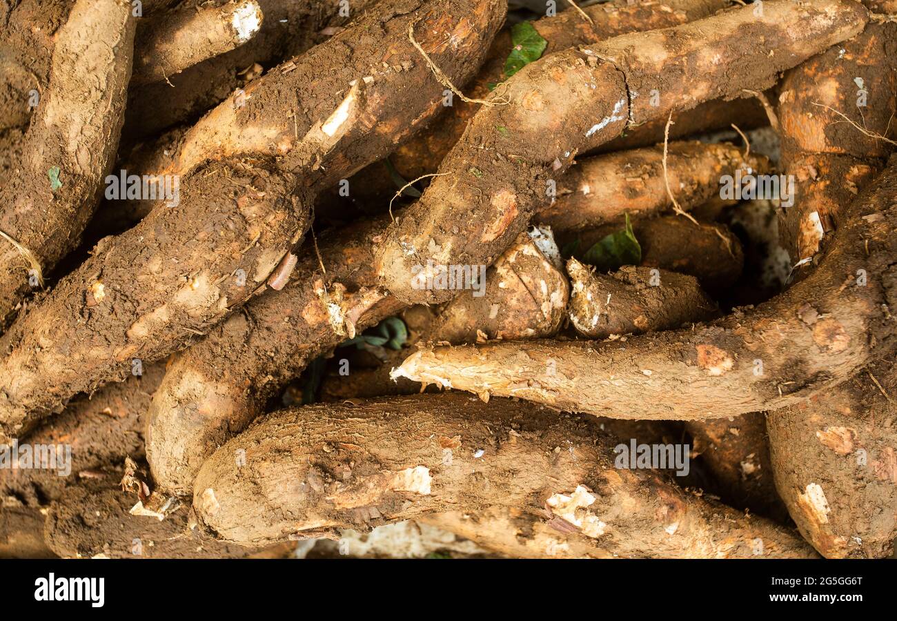 Manihot esculenta (cassava, yuca, manioc, mandioca, Brazilian arrowroot ...