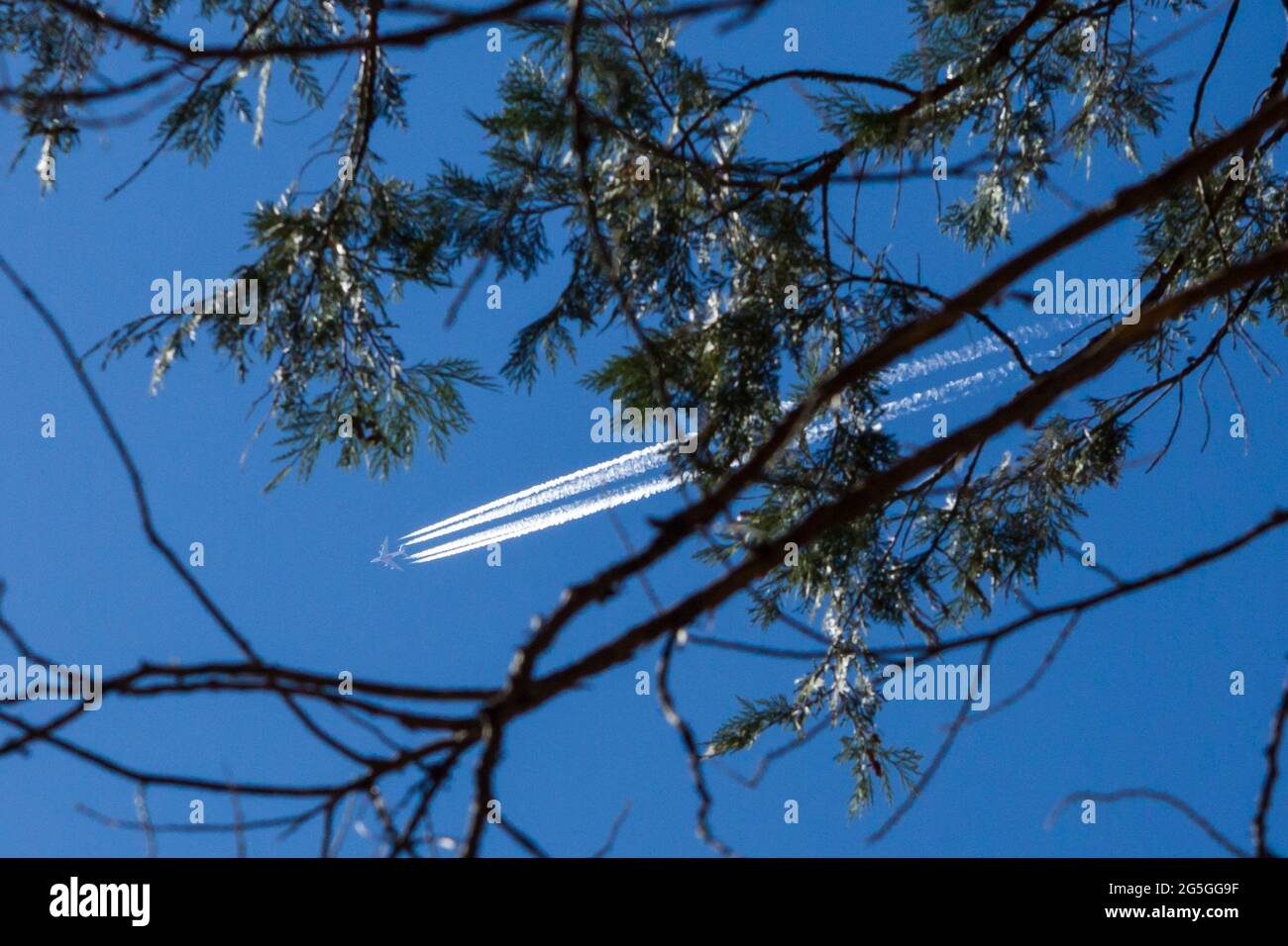 Jet plane and sky trail seen from the ground through a frame of ever ...