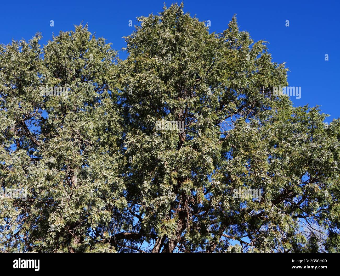 View of a one-seed juniper tree in Colorado, United States Stock Photo ...