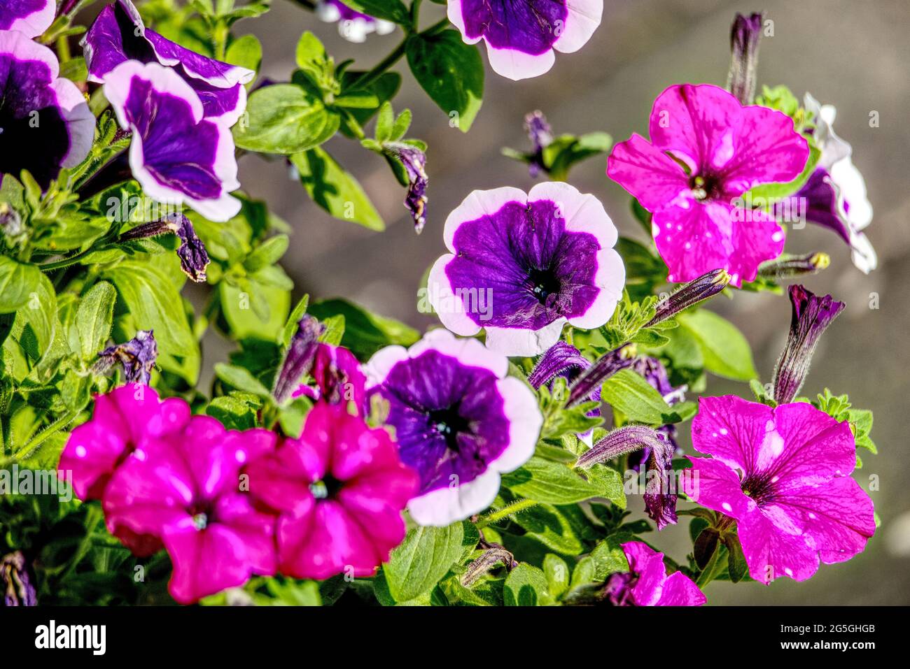 Vulnerable flower hi-res stock photography and images - Alamy