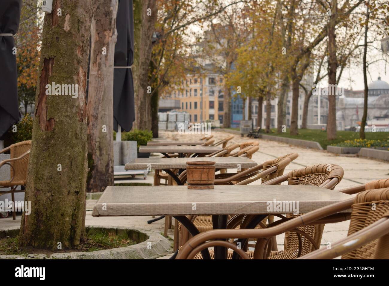Cafe tree hi-res stock photography and images - Alamy