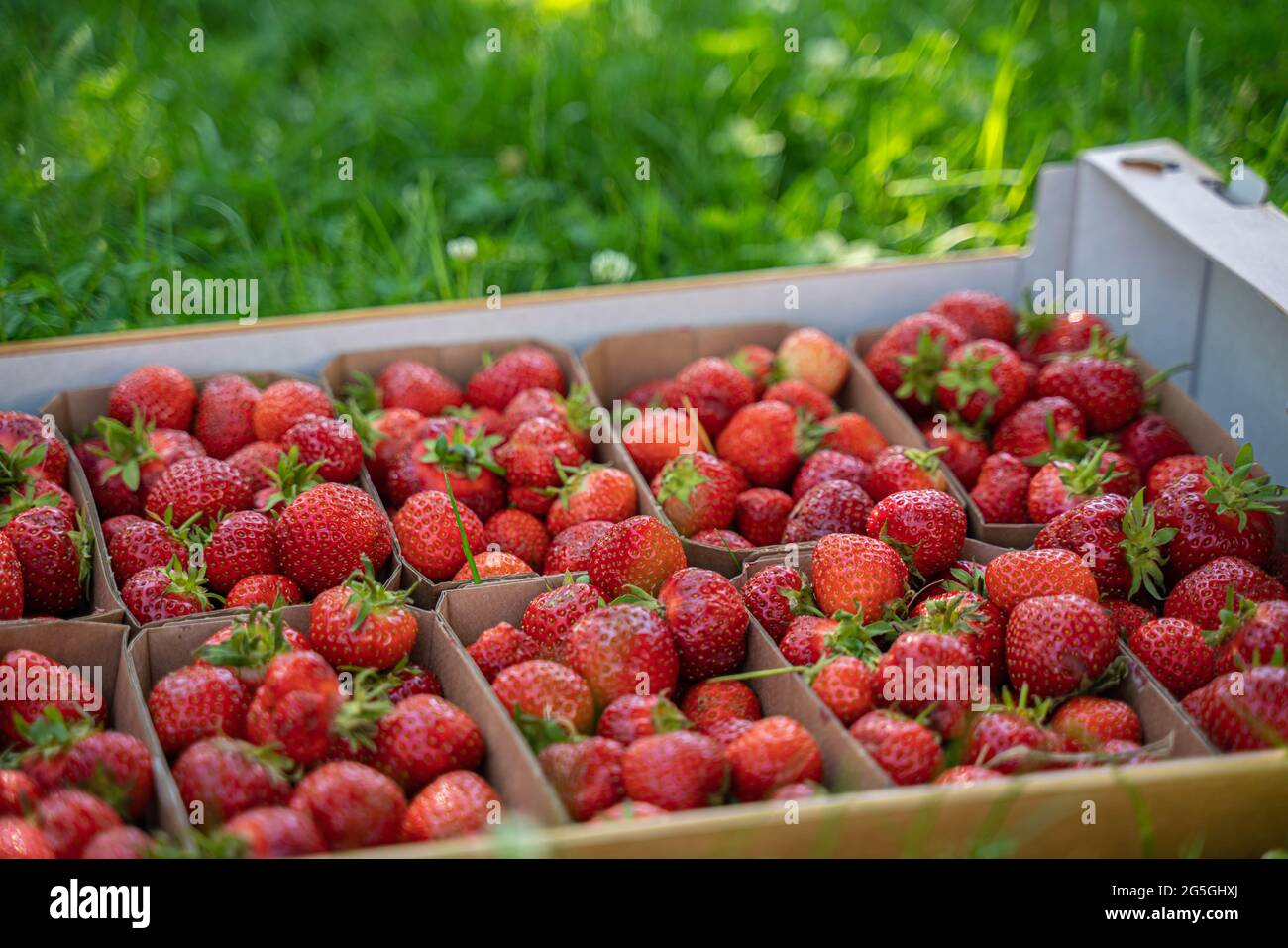 Female farmer with strawberry crop Stock Photo - Alamy