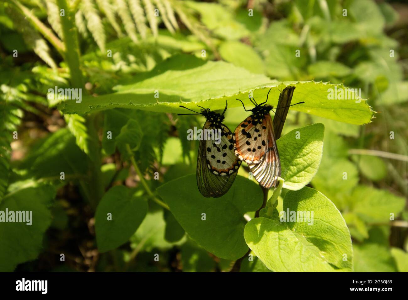 Two butterflies found underneath a leaf Stock Photo - Alamy