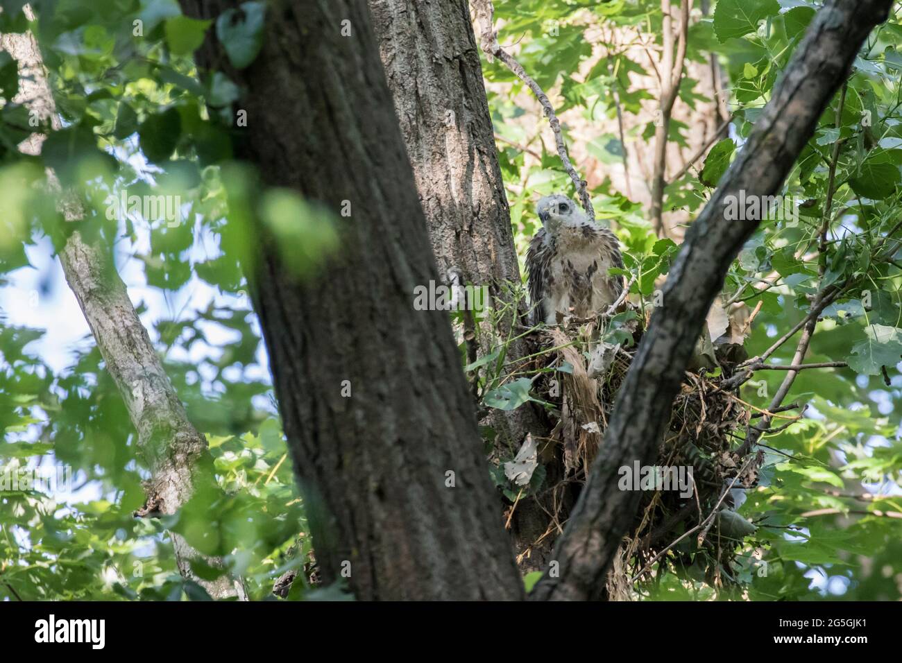 red shouldered hawk babies at nest Stock Photo - Alamy