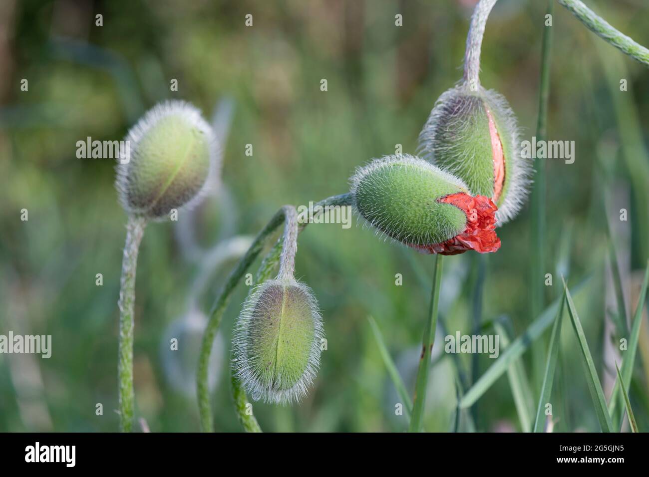 Poppy buds hi-res stock photography and images - Alamy