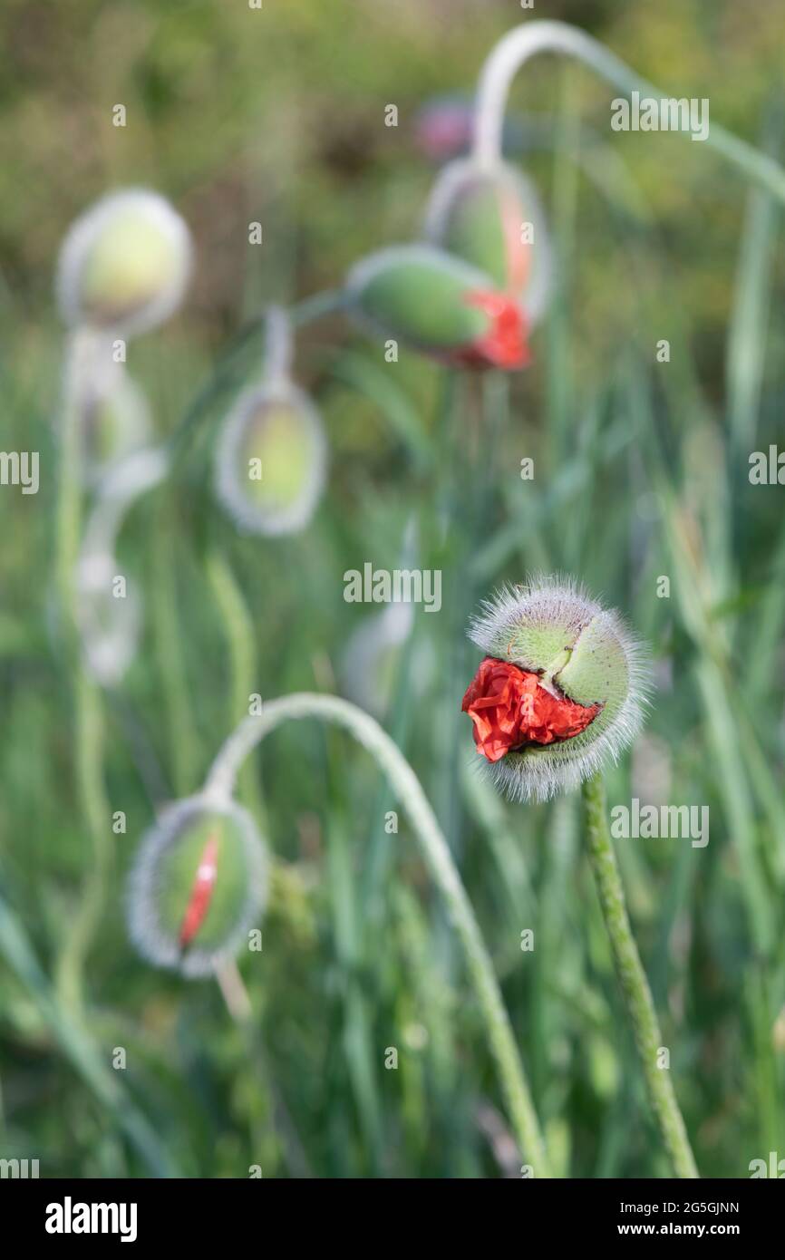 Oriental Poppy Buds (Papaver Orientale) at Various Stages of Opening ...