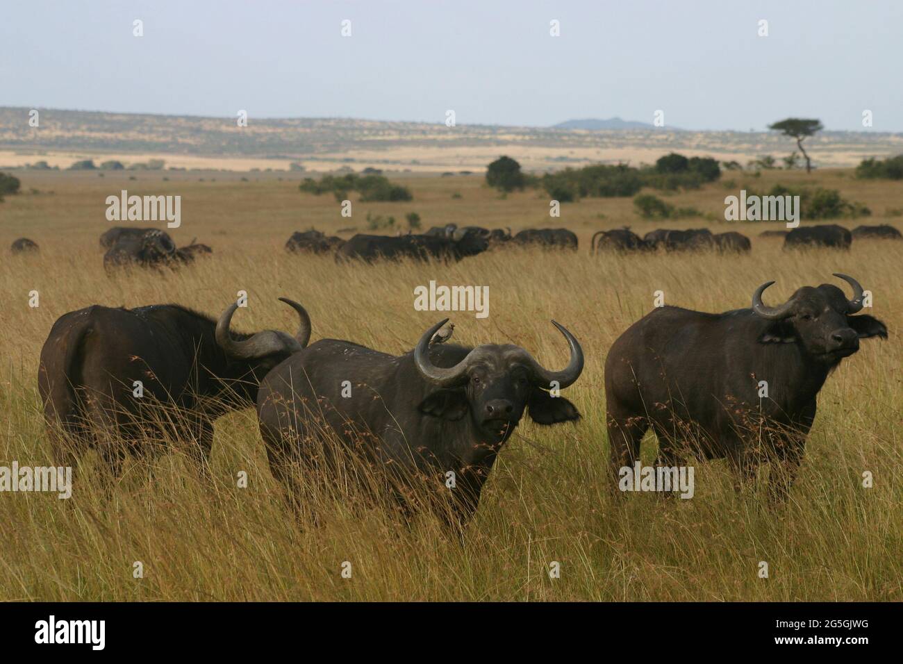 Cape buffalo on wide plains with tall yellow grass Stock Photo - Alamy