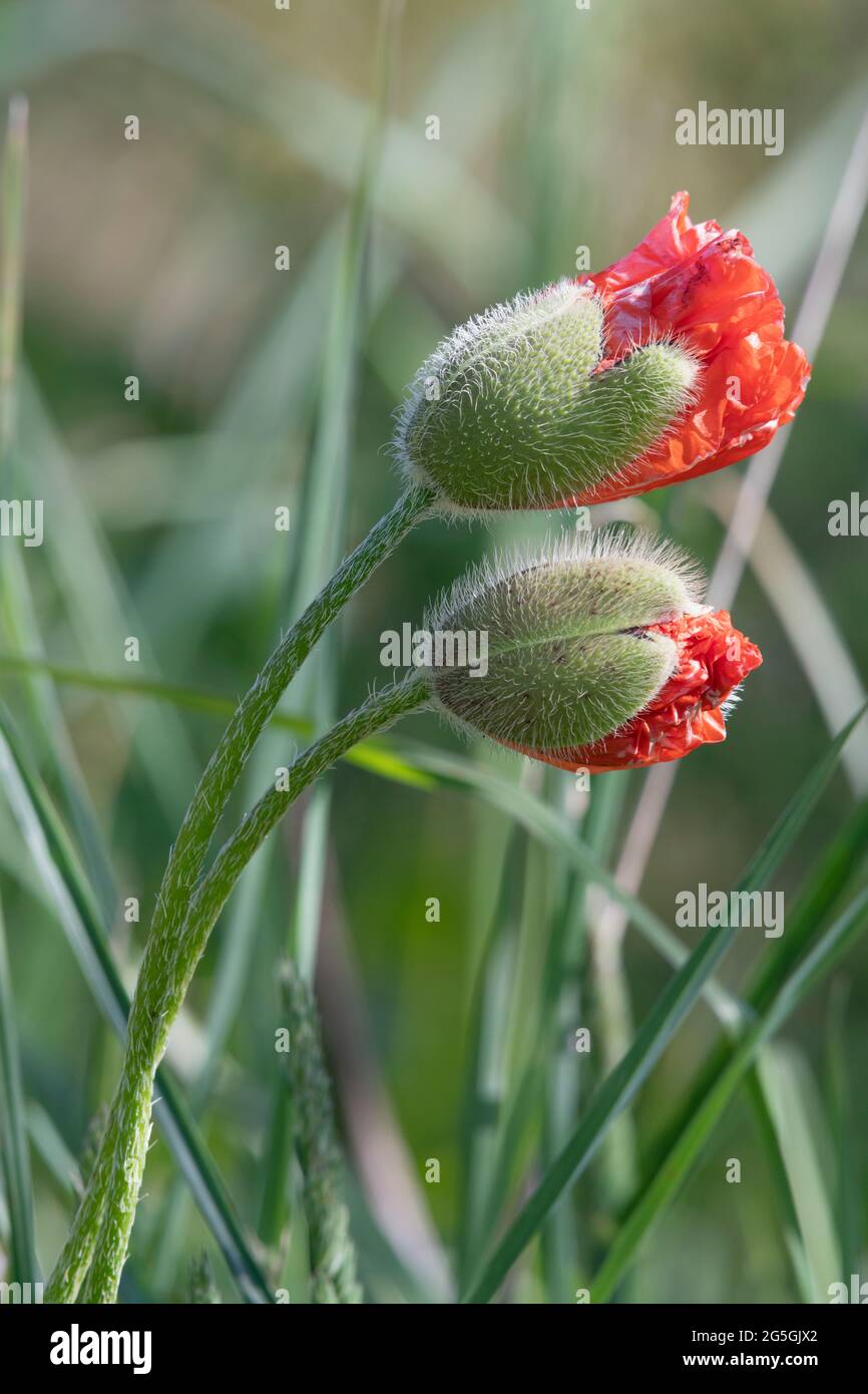 Oriental Poppy Buds (Papaver Orientale) Opening to Reveal Crushed Red ...