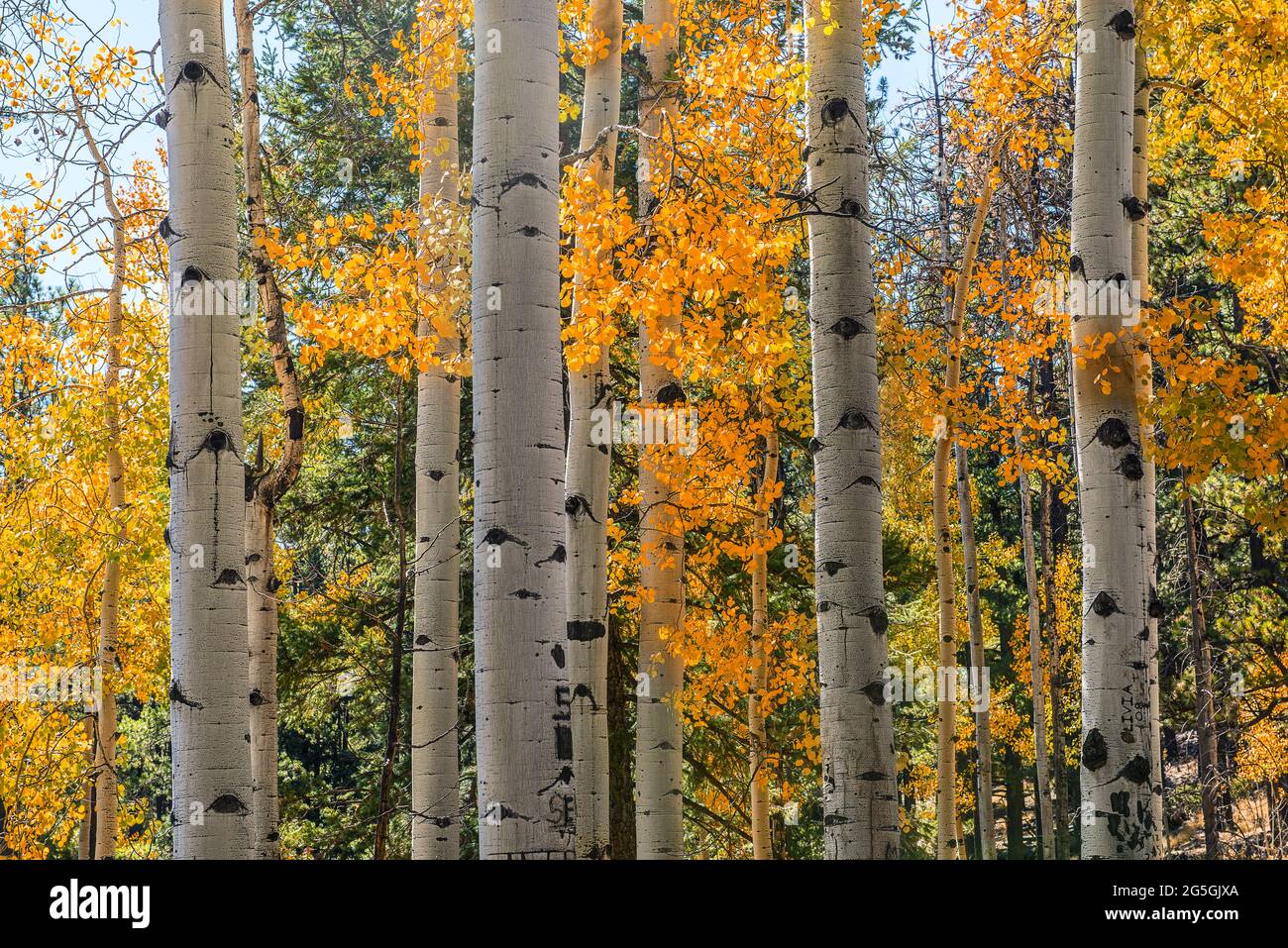 Arizona trees winter flagstaff travel hi-res stock photography and ...
