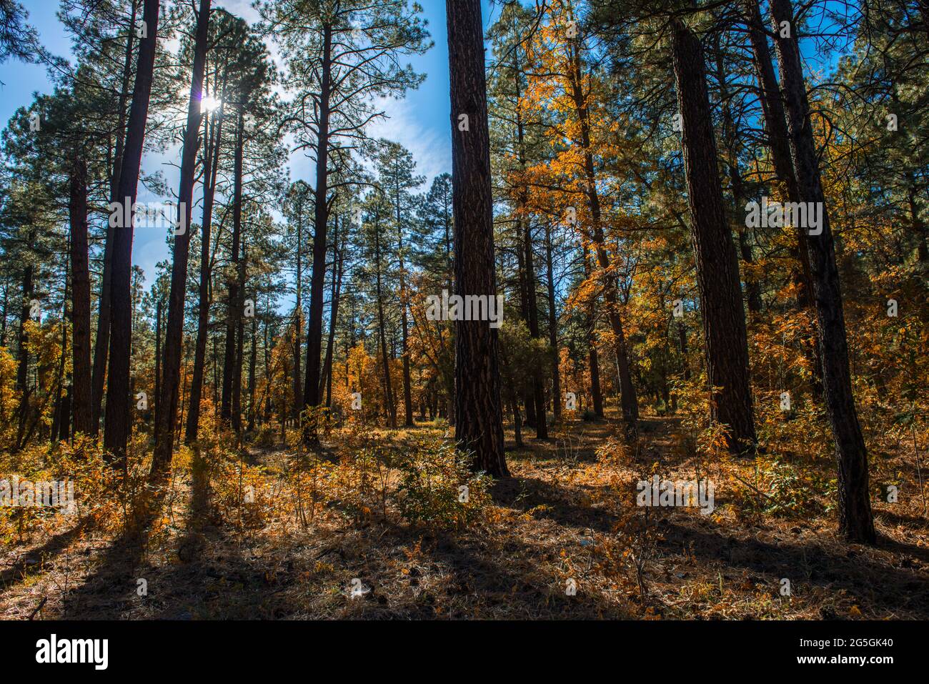 Arizona trees winter flagstaff travel hi-res stock photography and ...