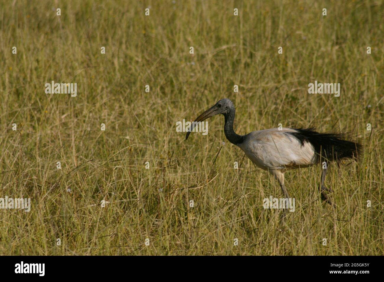 Walking ibis hi-res stock photography and images - Alamy