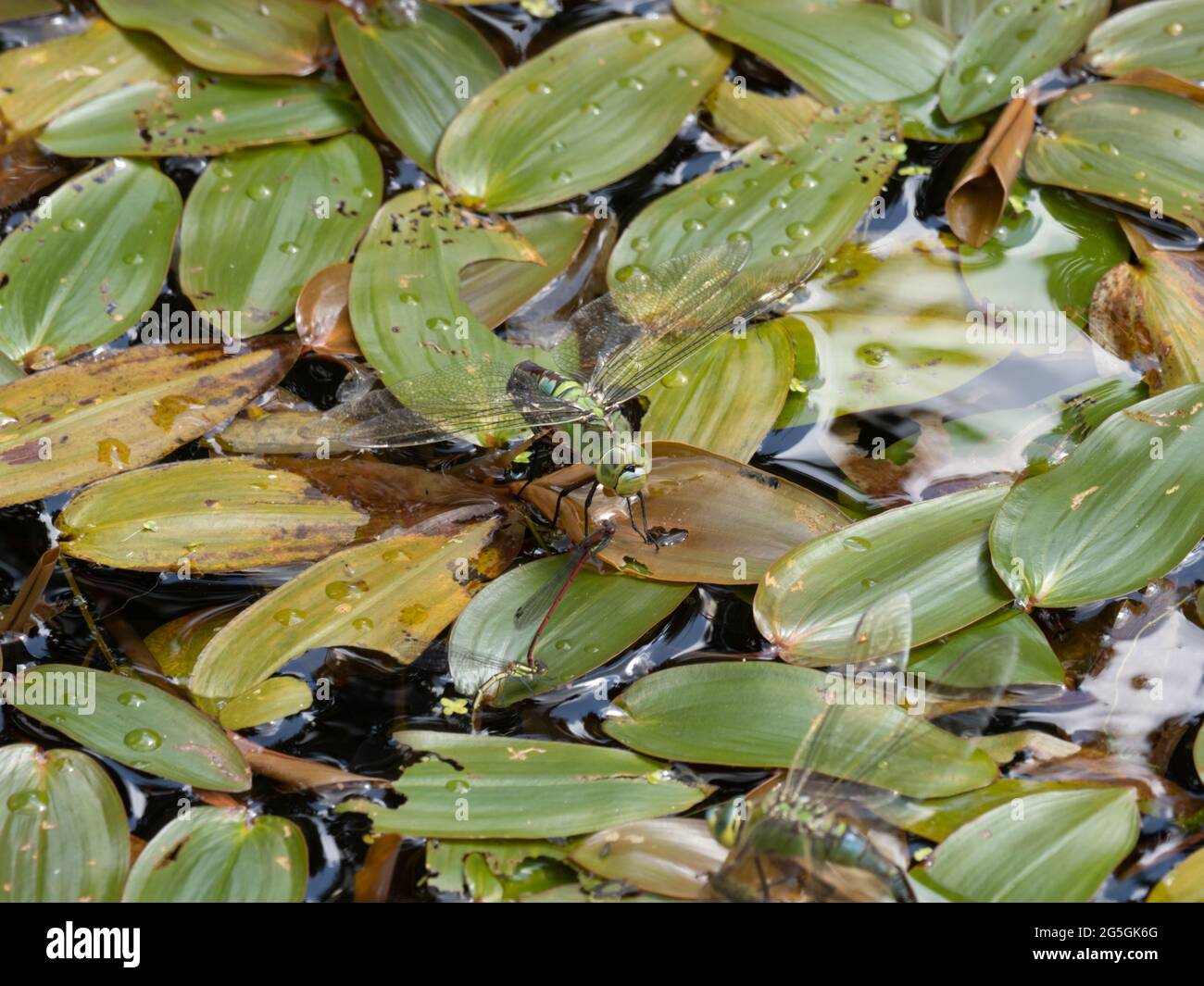 A female Emperor Dragonfly also known as the Blue Emperor (Anax ...