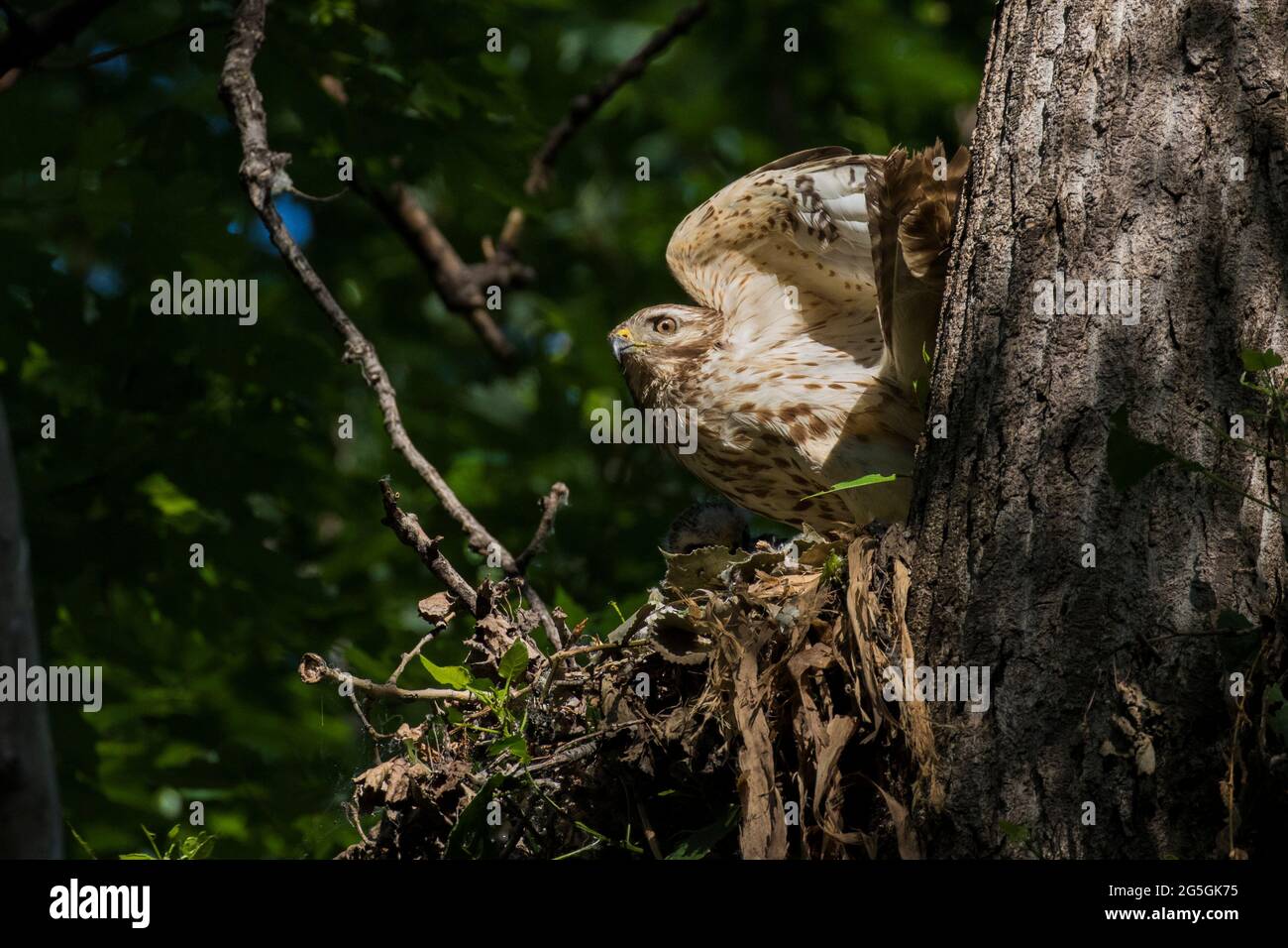 red shouldered hawk babies at nest Stock Photo - Alamy