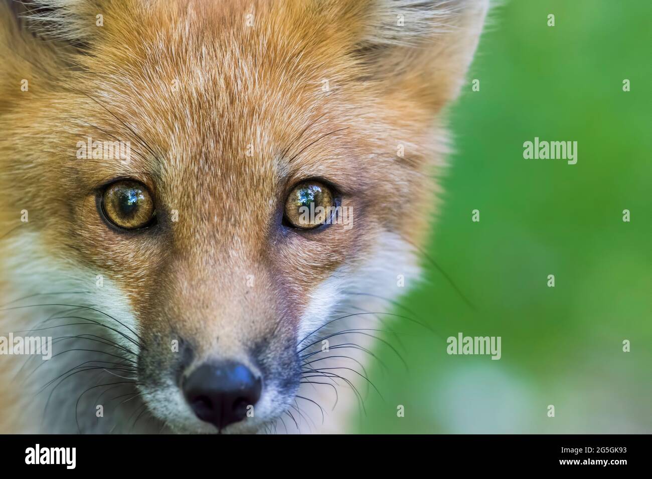 baby fox portrait Stock Photo - Alamy