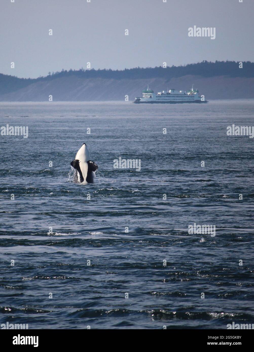 Orca breaching with ferry in the background Stock Photo - Alamy