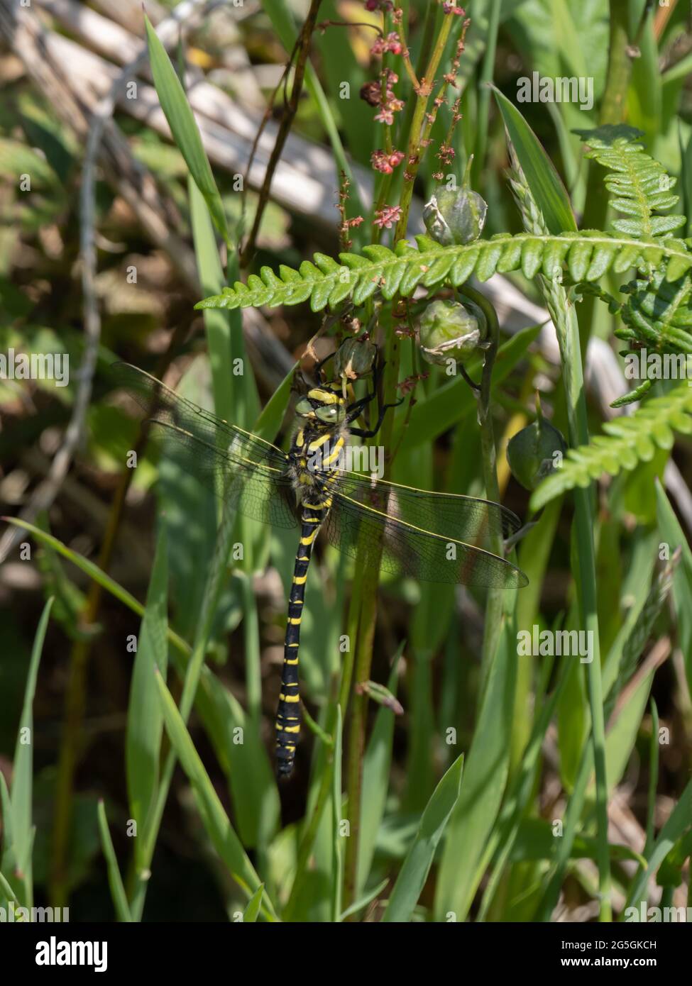 Golden ringed dragonfly at rest hi-res stock photography and images - Alamy