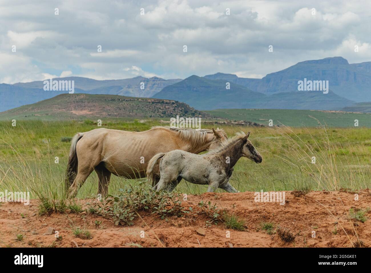 Wild horses of the Drakensberg mountains in Kwazulu-Natal South Africa ...