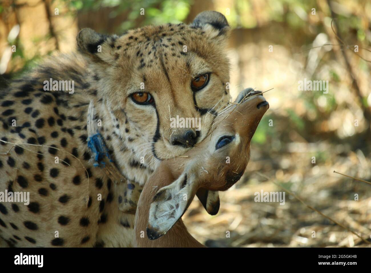 Cheetah hunting impala hi-res stock photography and images - Alamy