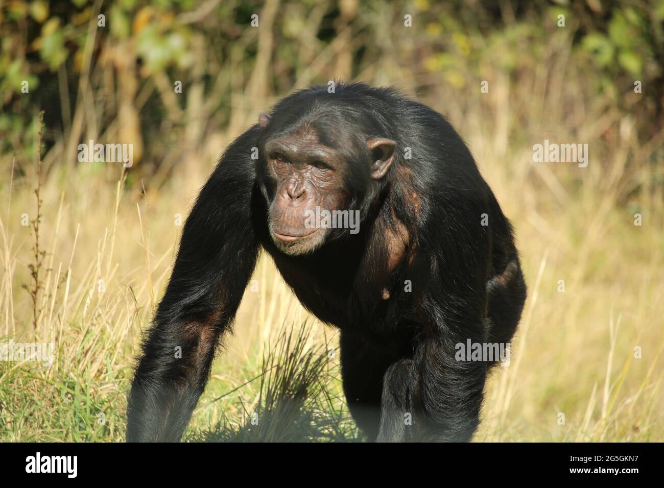 Jane goodall chimpanzee hi-res stock photography and images - Alamy