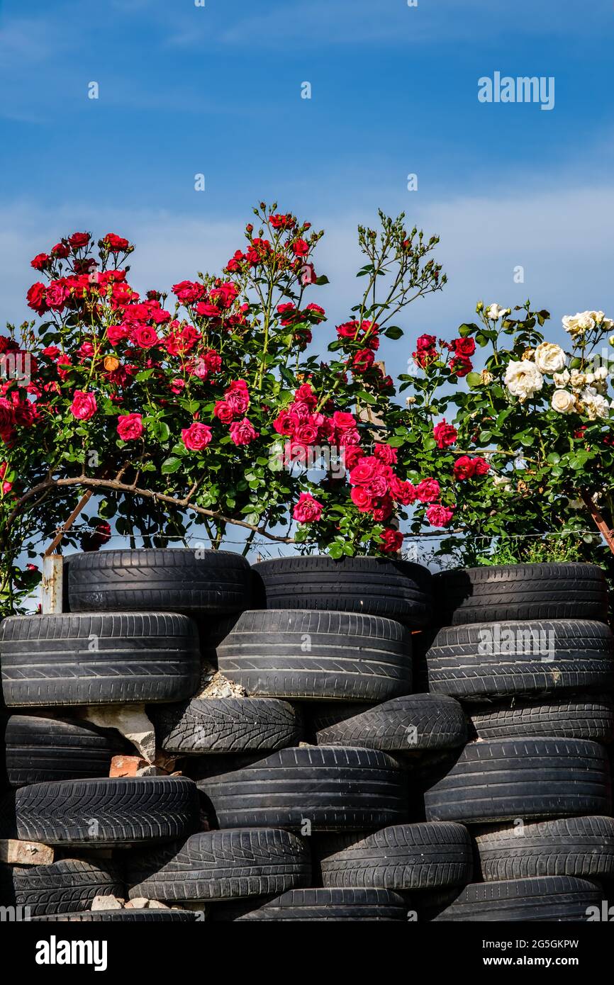 fence made from car tires with roses Stock Photo - Alamy
