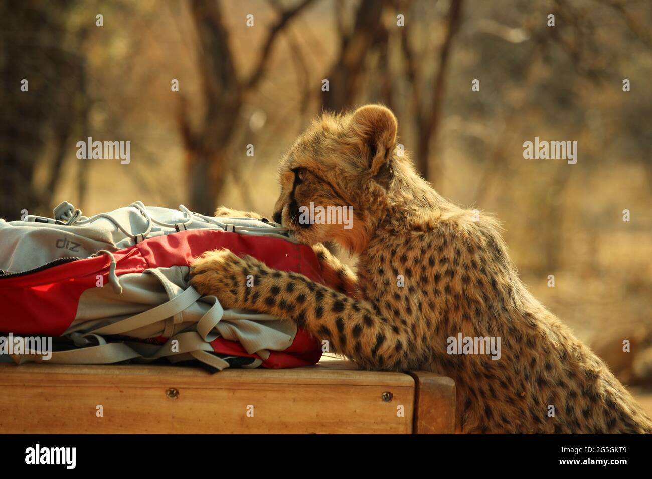 Cheetah cub playing with a backpack on a bench Stock Photo - Alamy