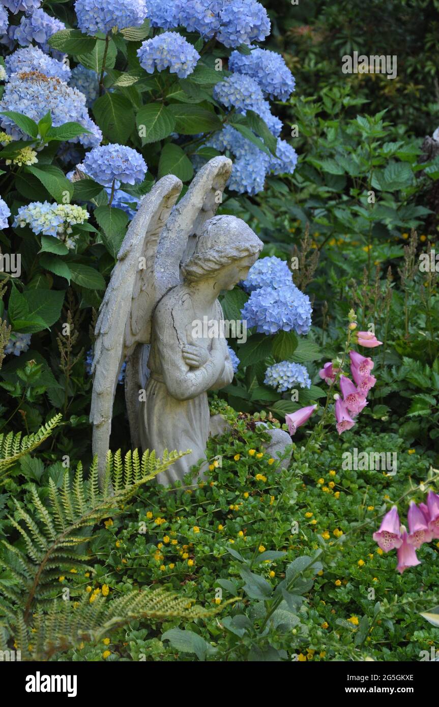 Lovely angel statue in hydrangea flower garden Stock Photo - Alamy