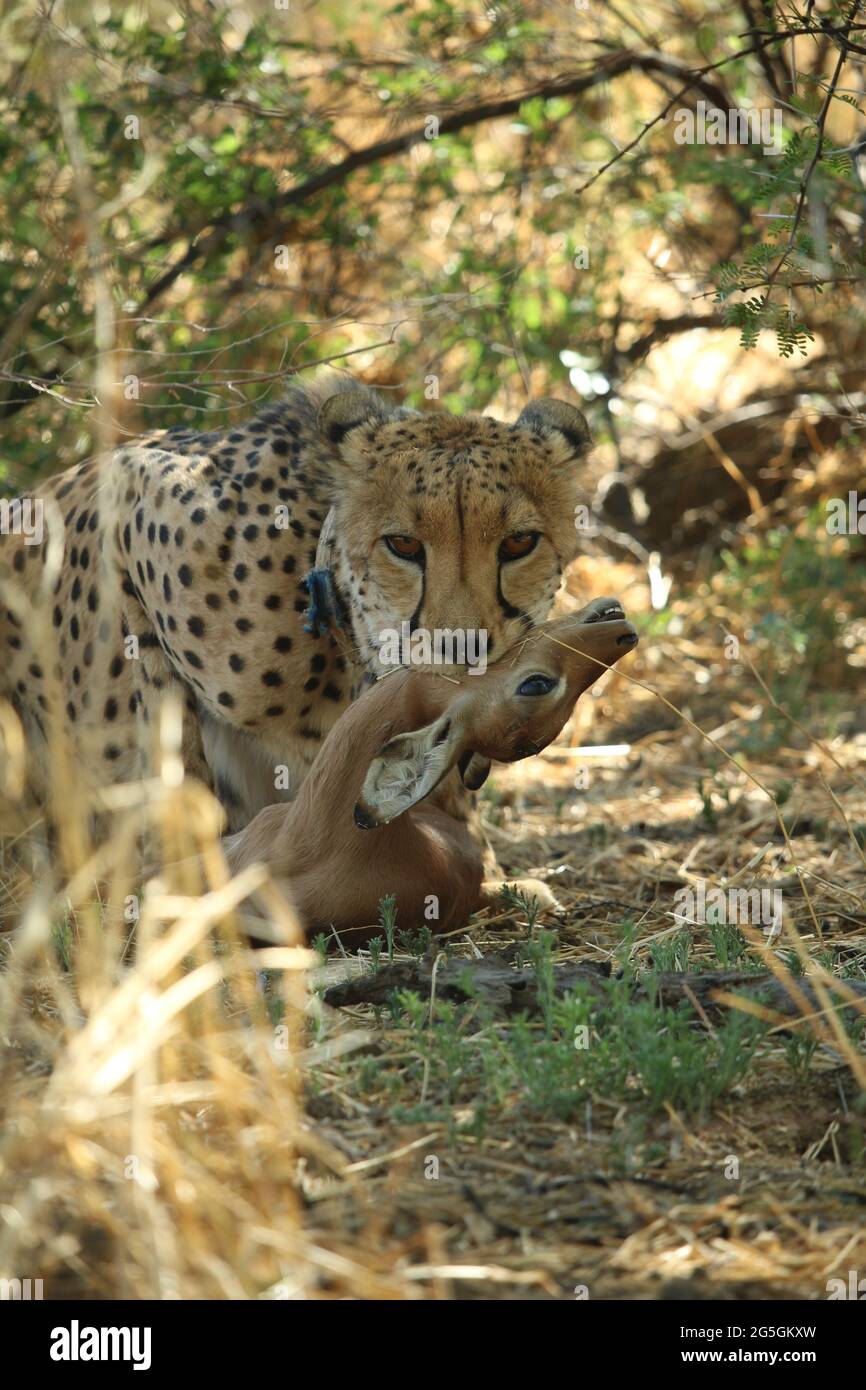 Cheetah hunting impala hi-res stock photography and images - Alamy