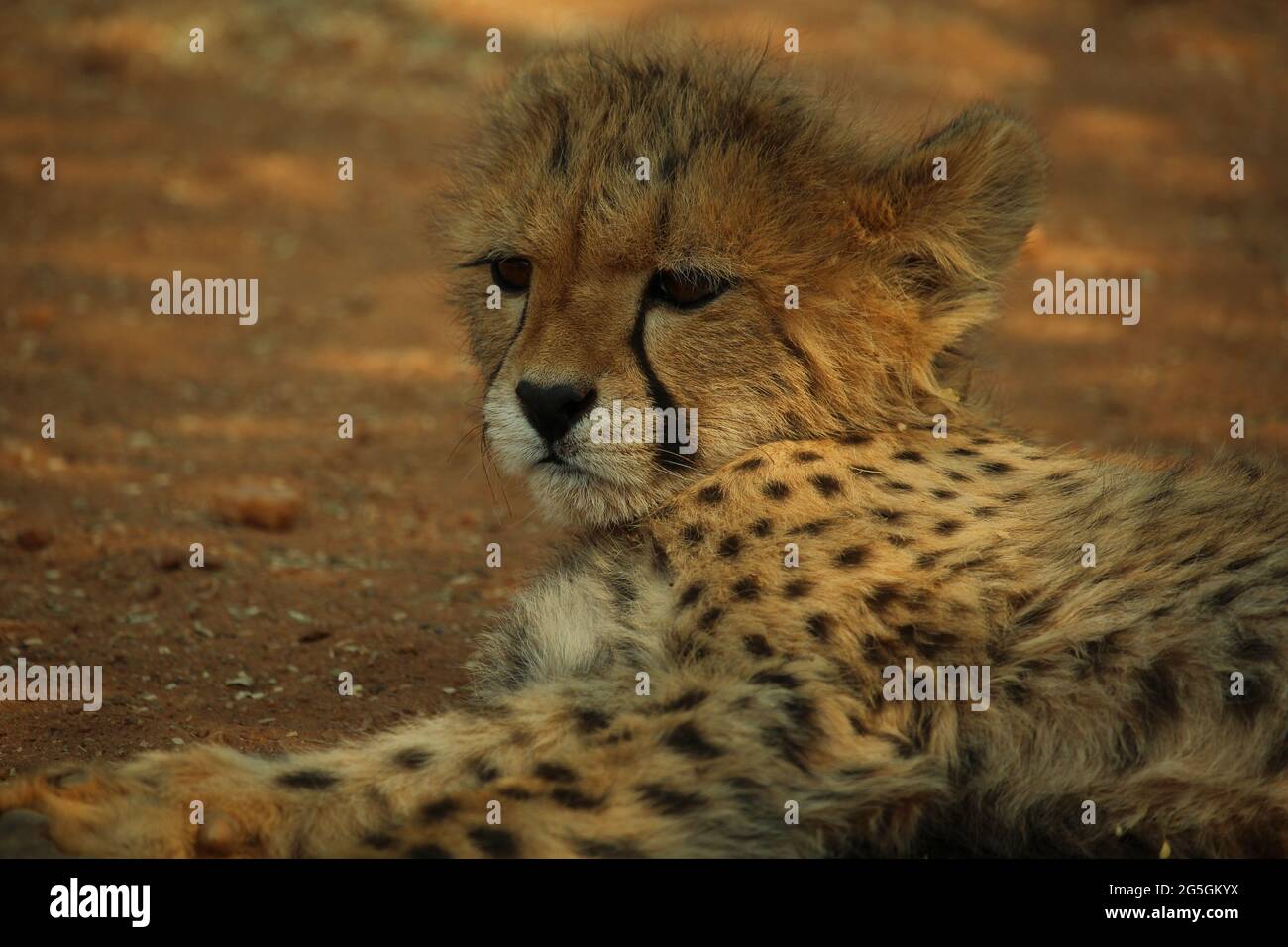 A cheetah cub hi-res stock photography and images - Alamy